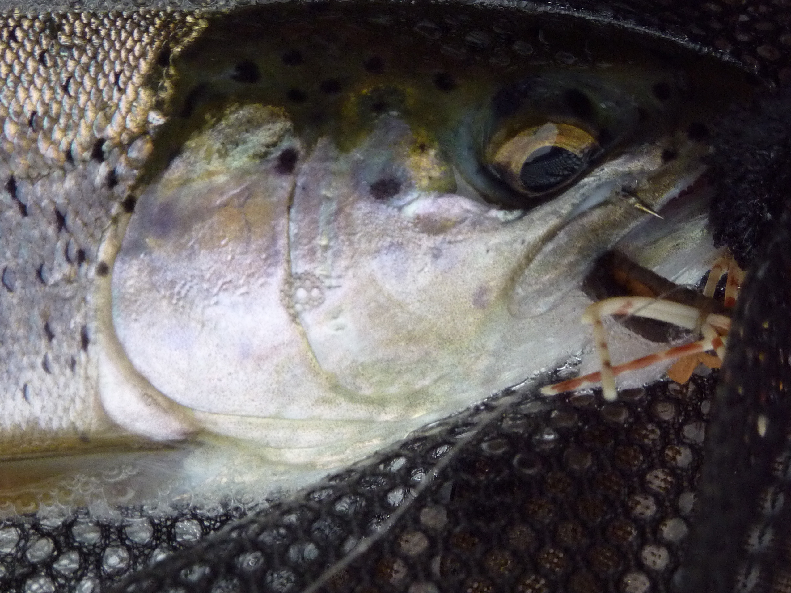 Close up of a rainbow with a big hopper! | fishingbuddha